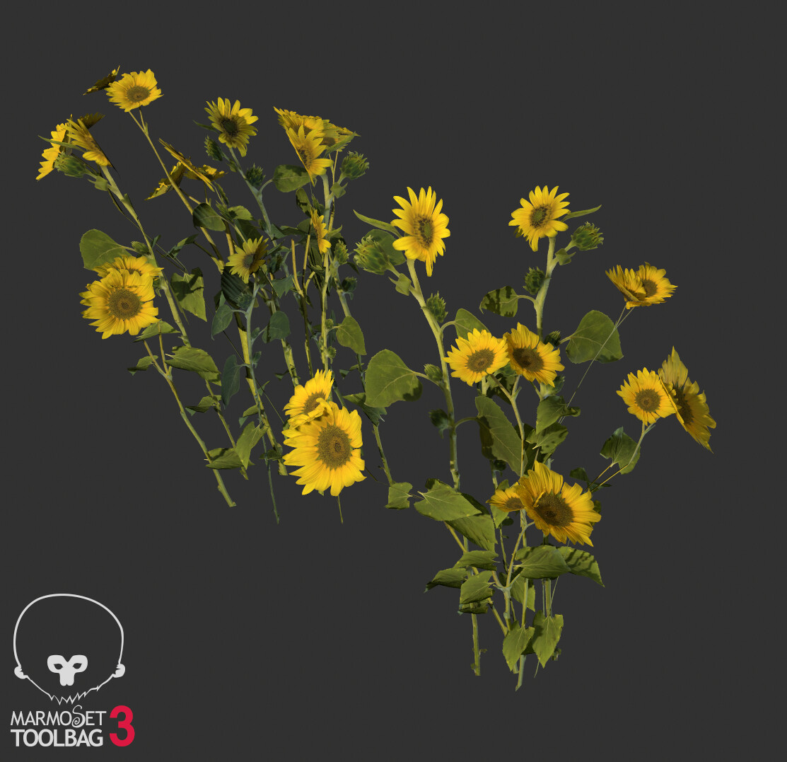ArtStation - Sunflower