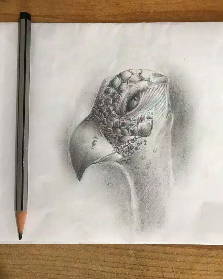 ArtStation - Bird Creature Concept Sketch