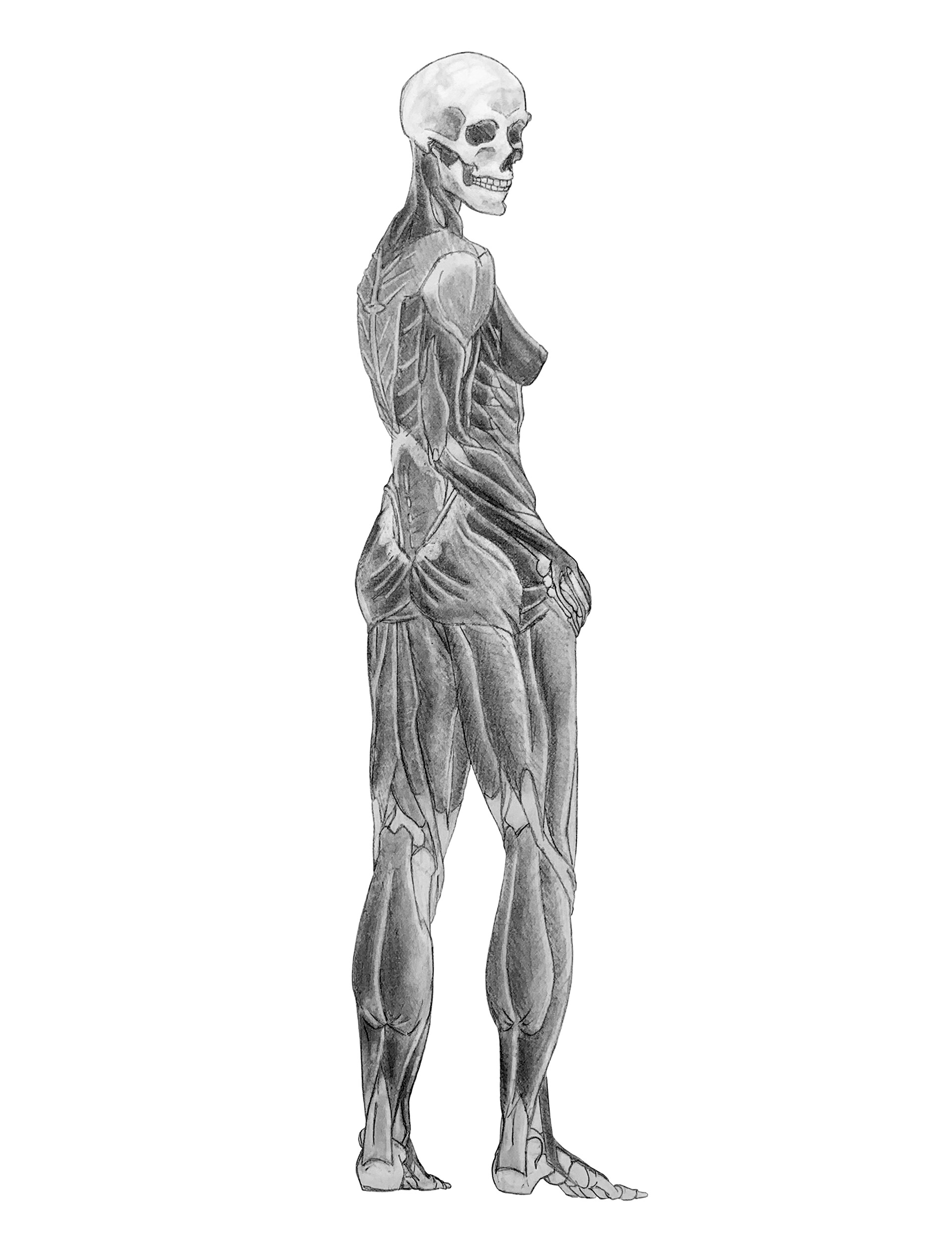ArtStation - Muscular Anatomy