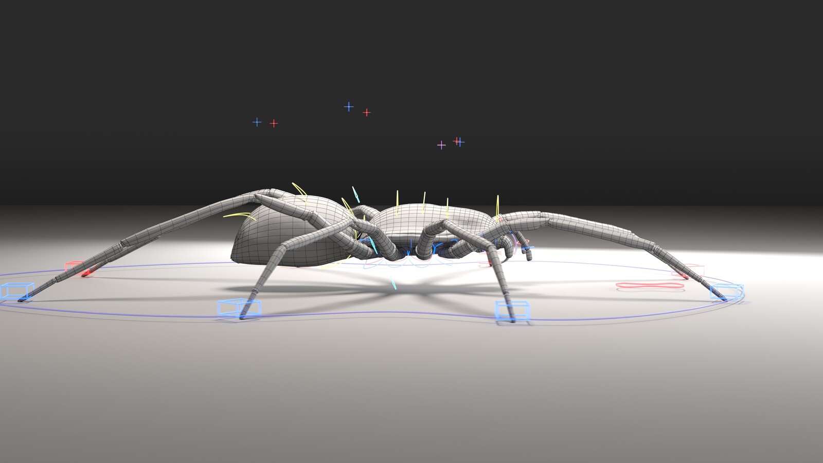 Luke Thynne - New Zealand Vagrant Spider