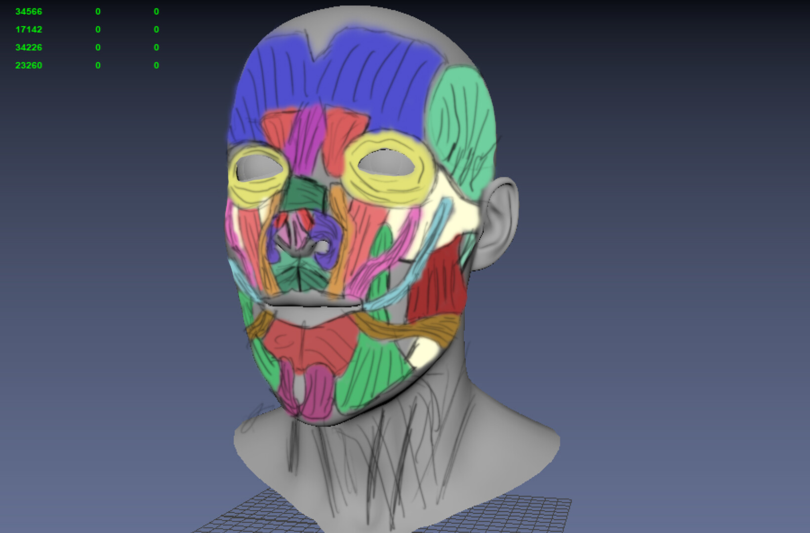 face muscle anatomy reference