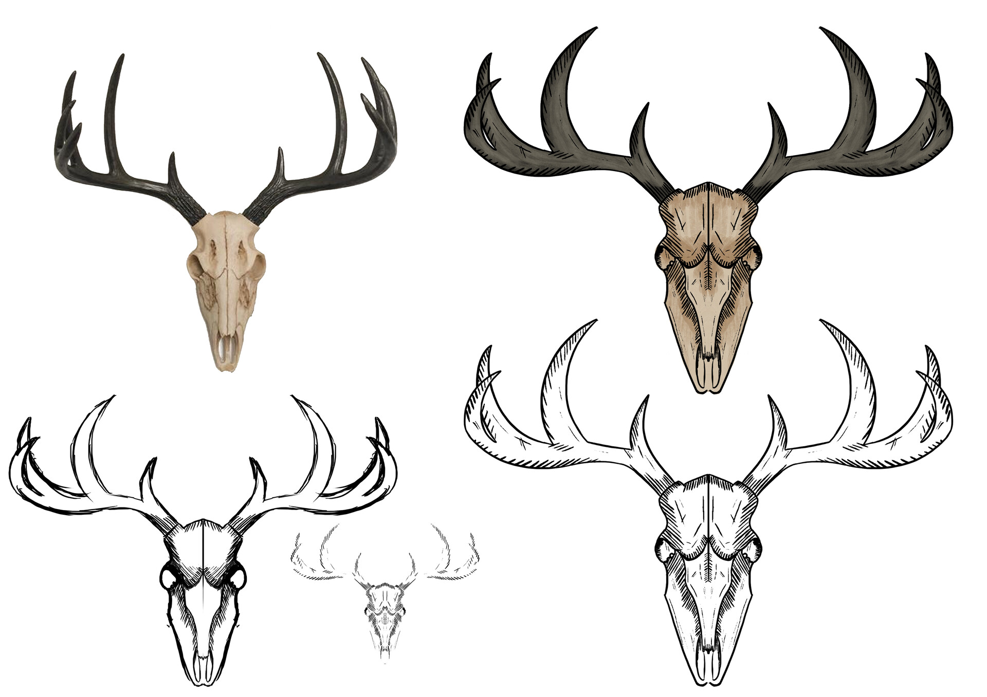 ArtStation - Deer Skull Practice