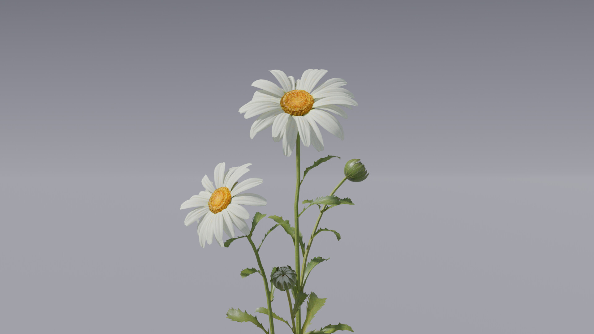 VFX models - 3D flower collection vol06 Daisy