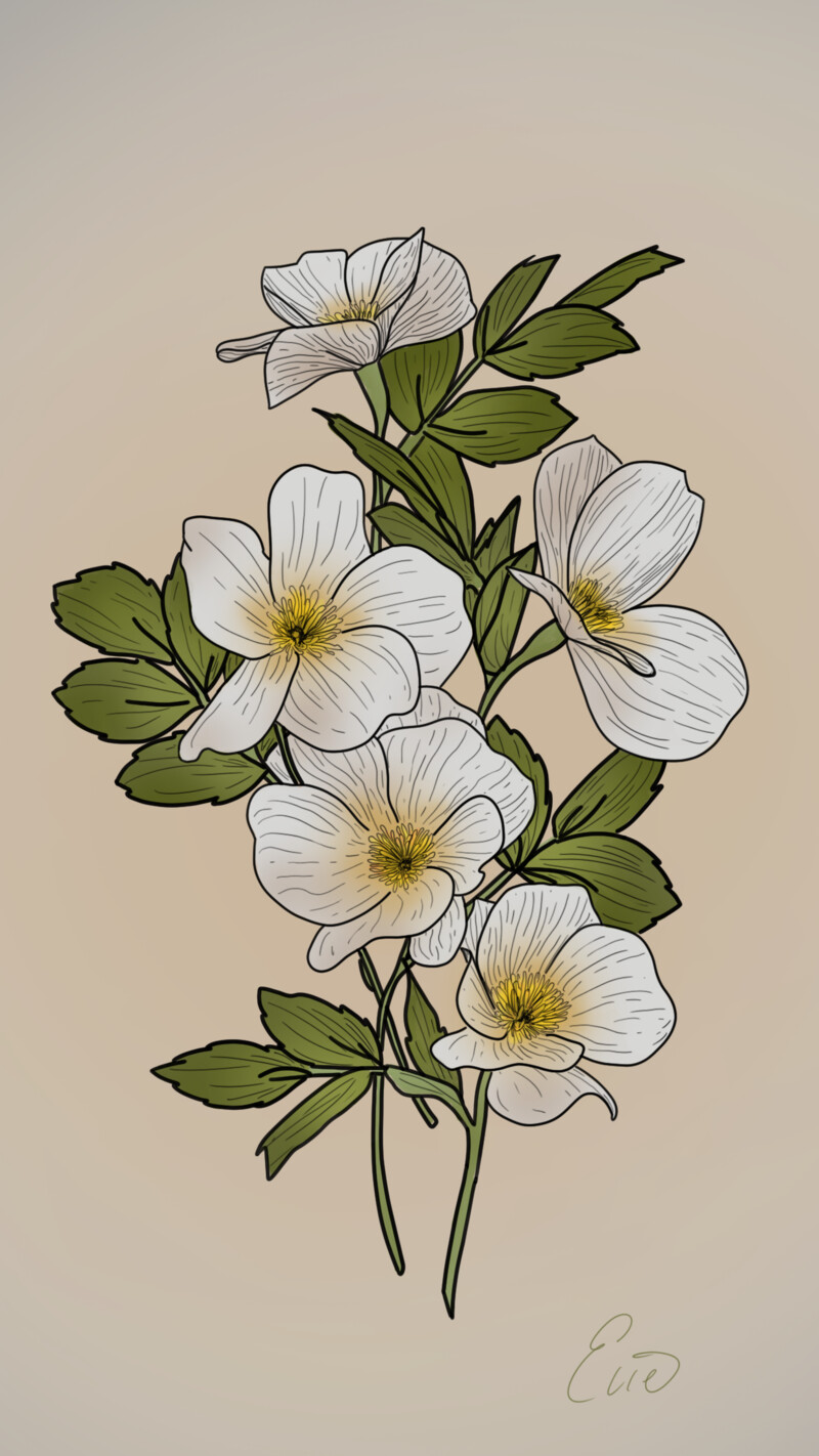 ArtStation - Barbora Sučíková