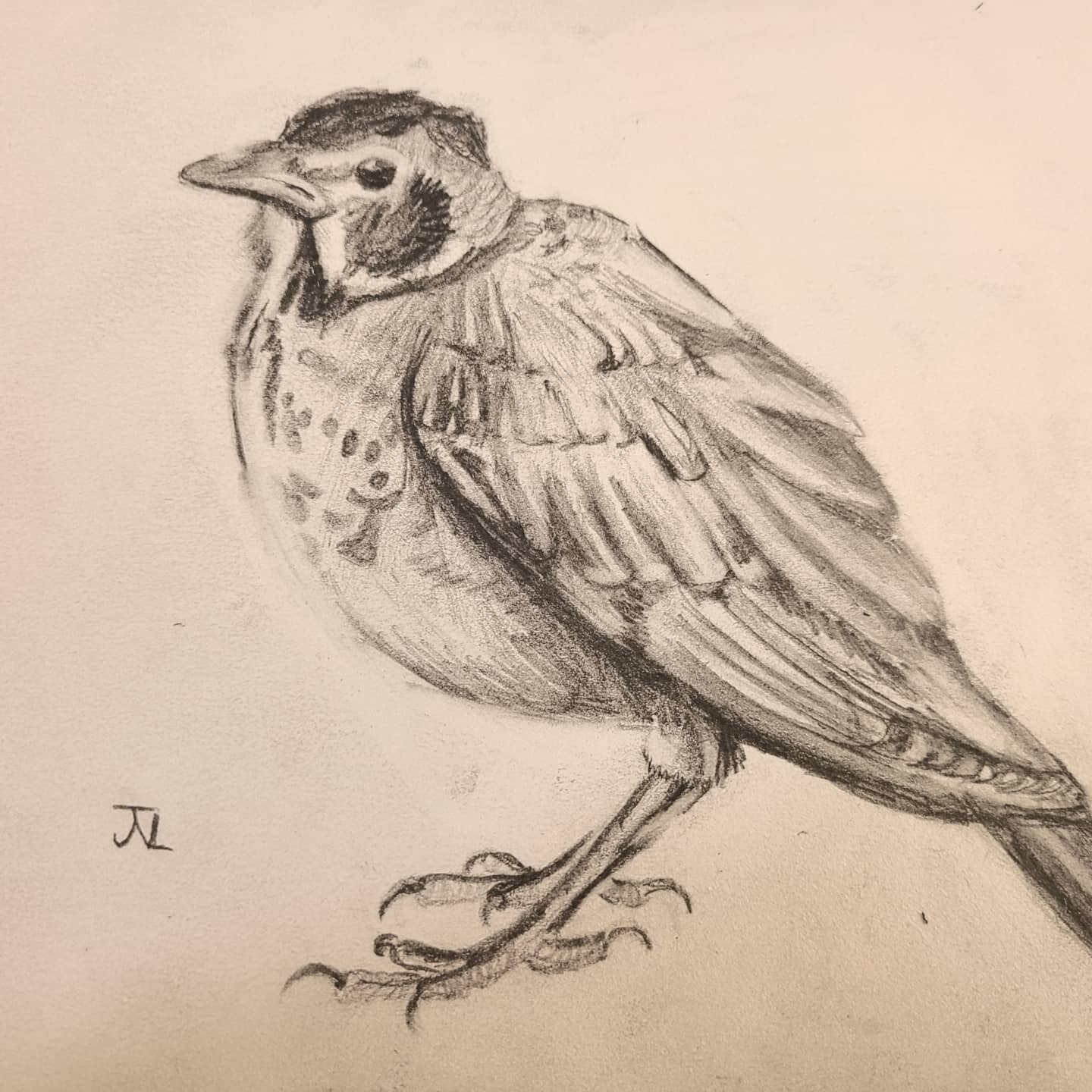 ArtStation - Young Robin Sketch