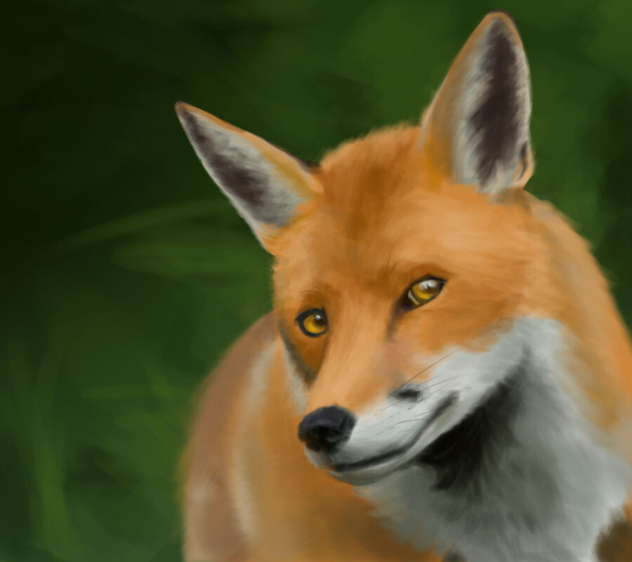 ArtStation - Fox study