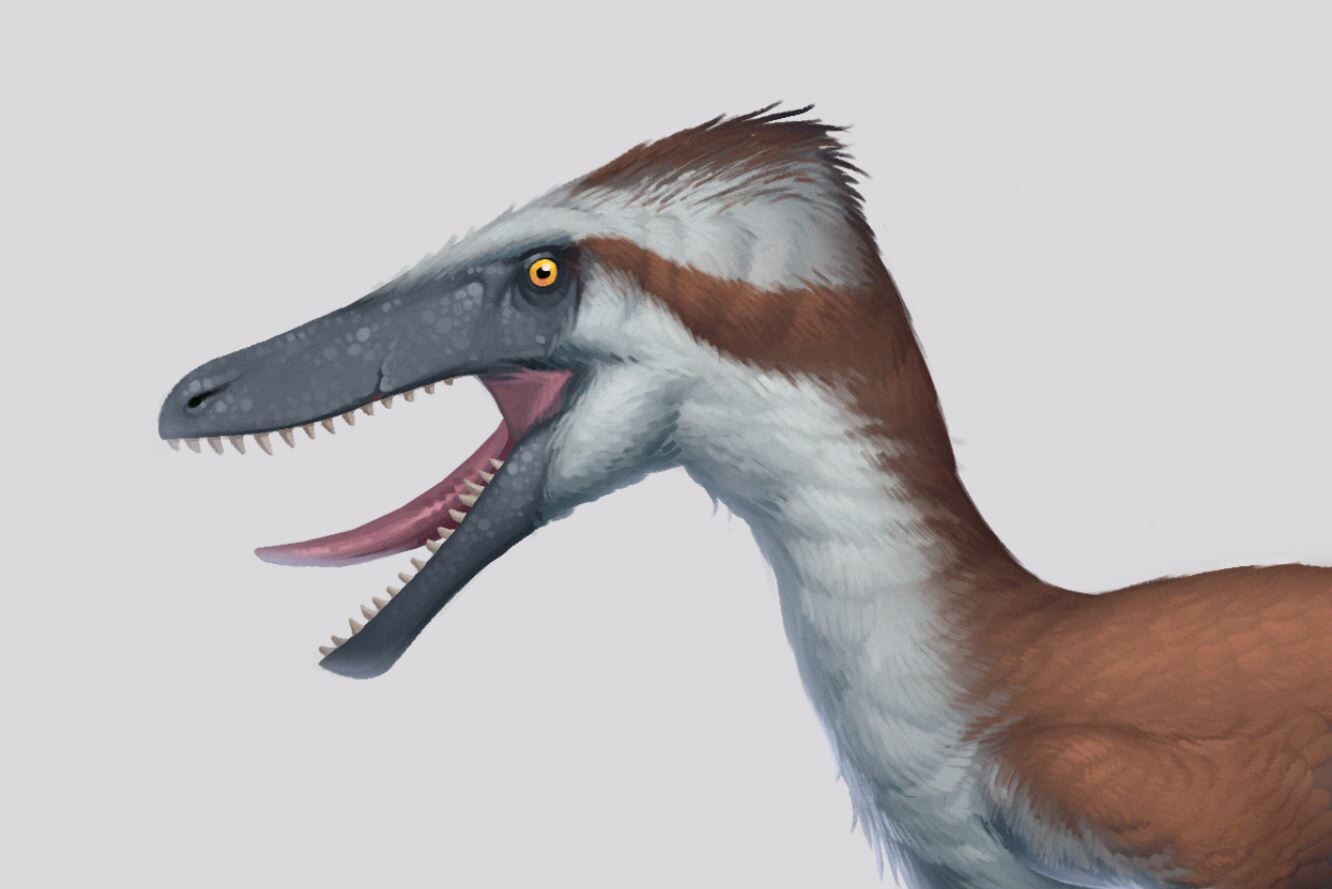 Austroraptor Cabazai