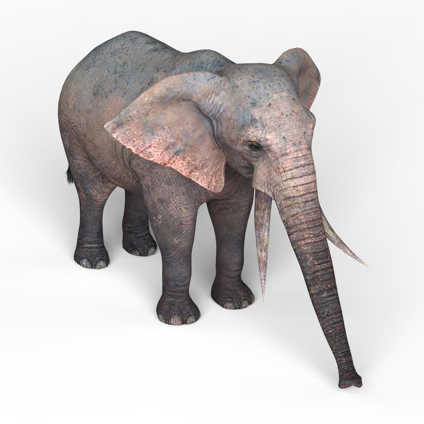 Ravi Patel - African Elephant 3D Model
