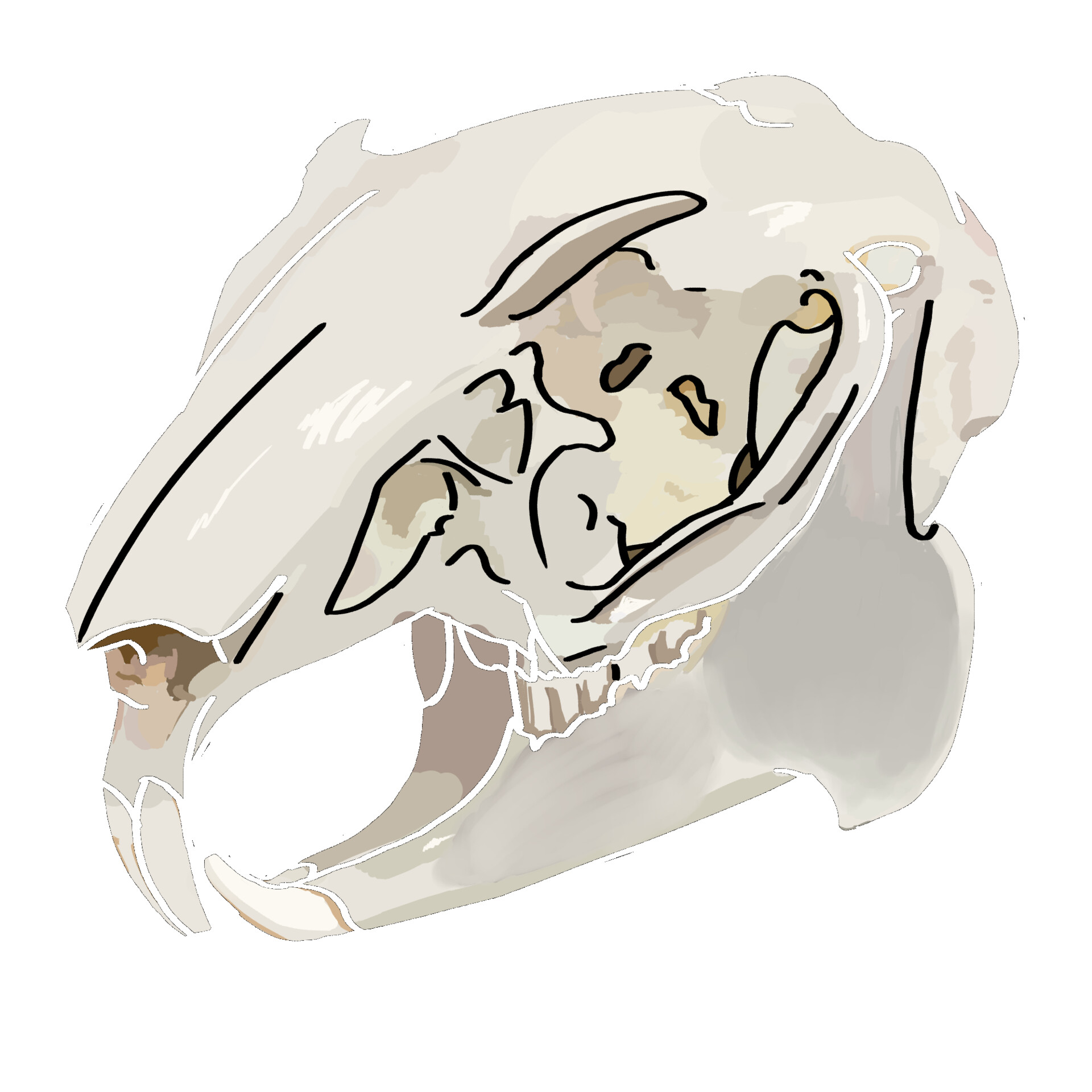 hare skull front view