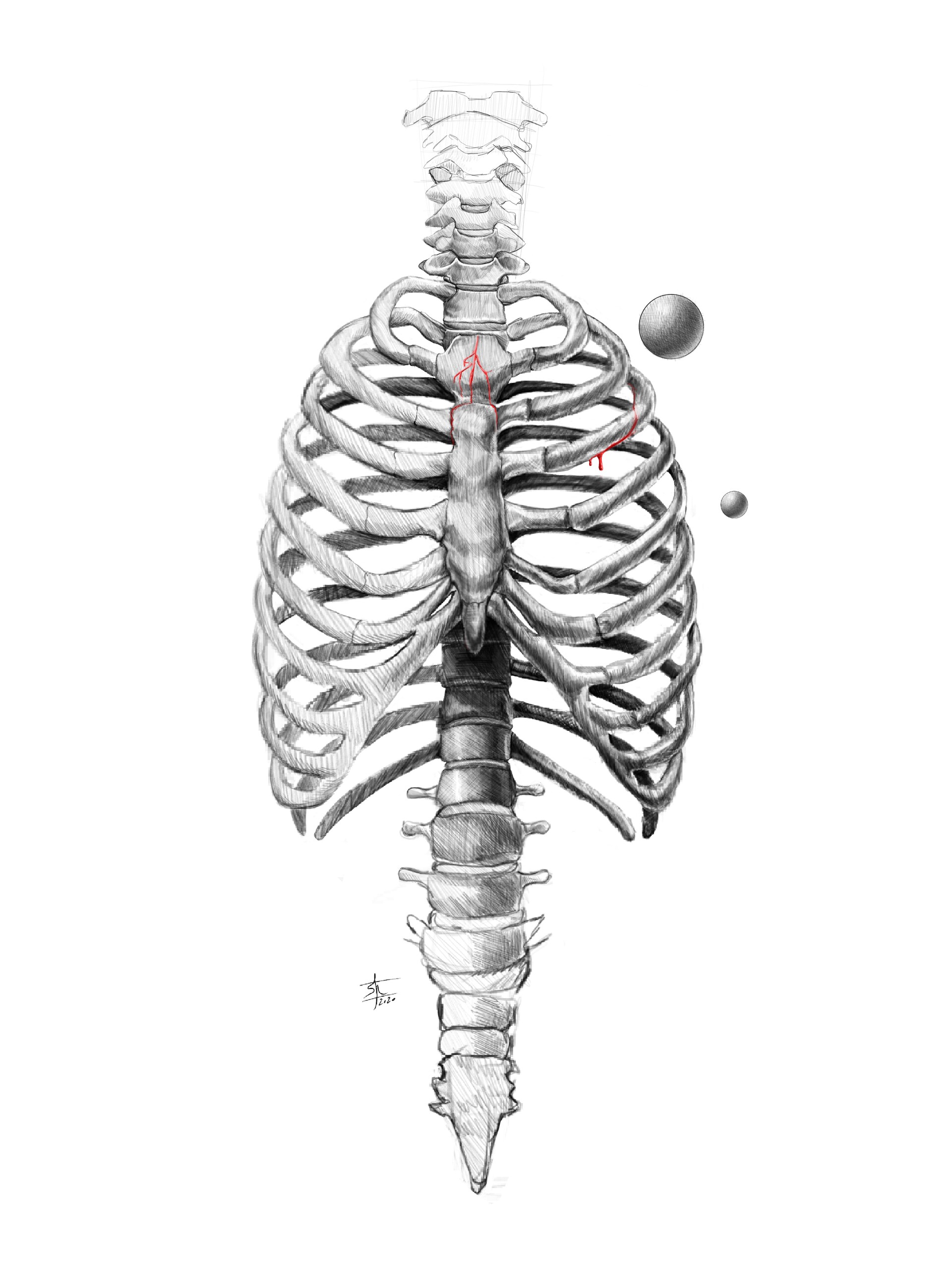 ArtStation - Backbone study