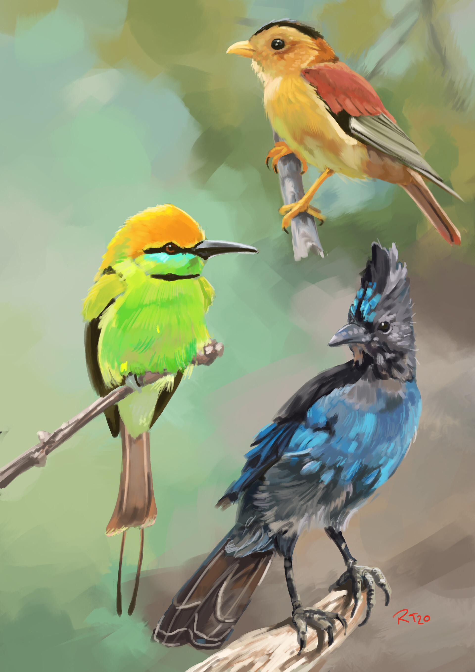 ArtStation - Bird Studies
