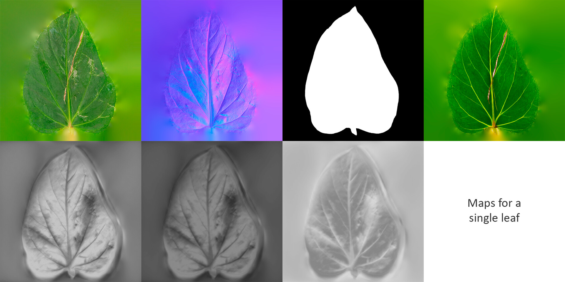 Lisa Jørgensen - Flower 2D Photogrammetry