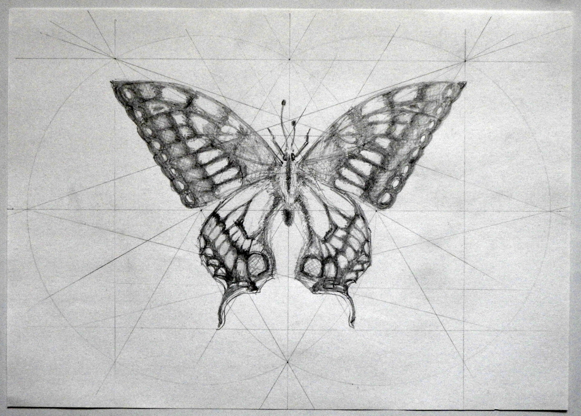 ArtStation - Butterfly