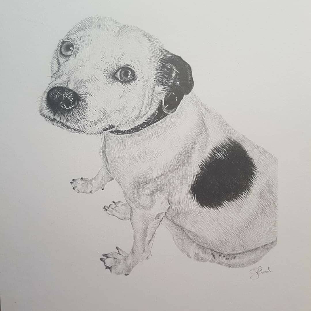 ArtStation - A4 Staffie drawing