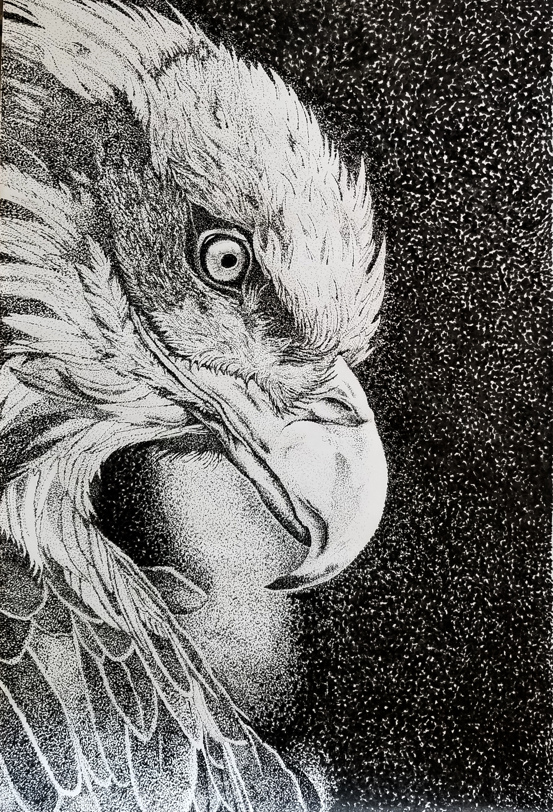 how to draw eagle in easy method