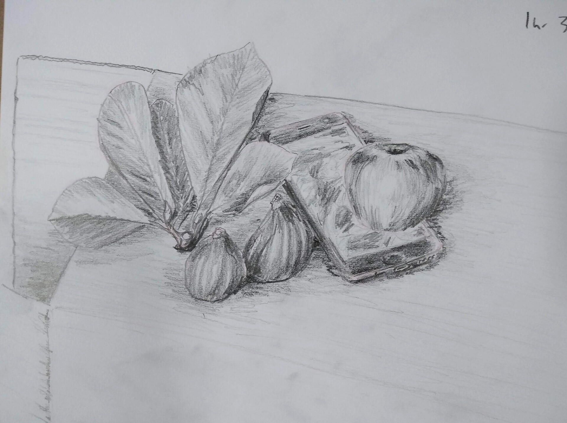 ArtStation - Observational: Still Life / Animal Studies