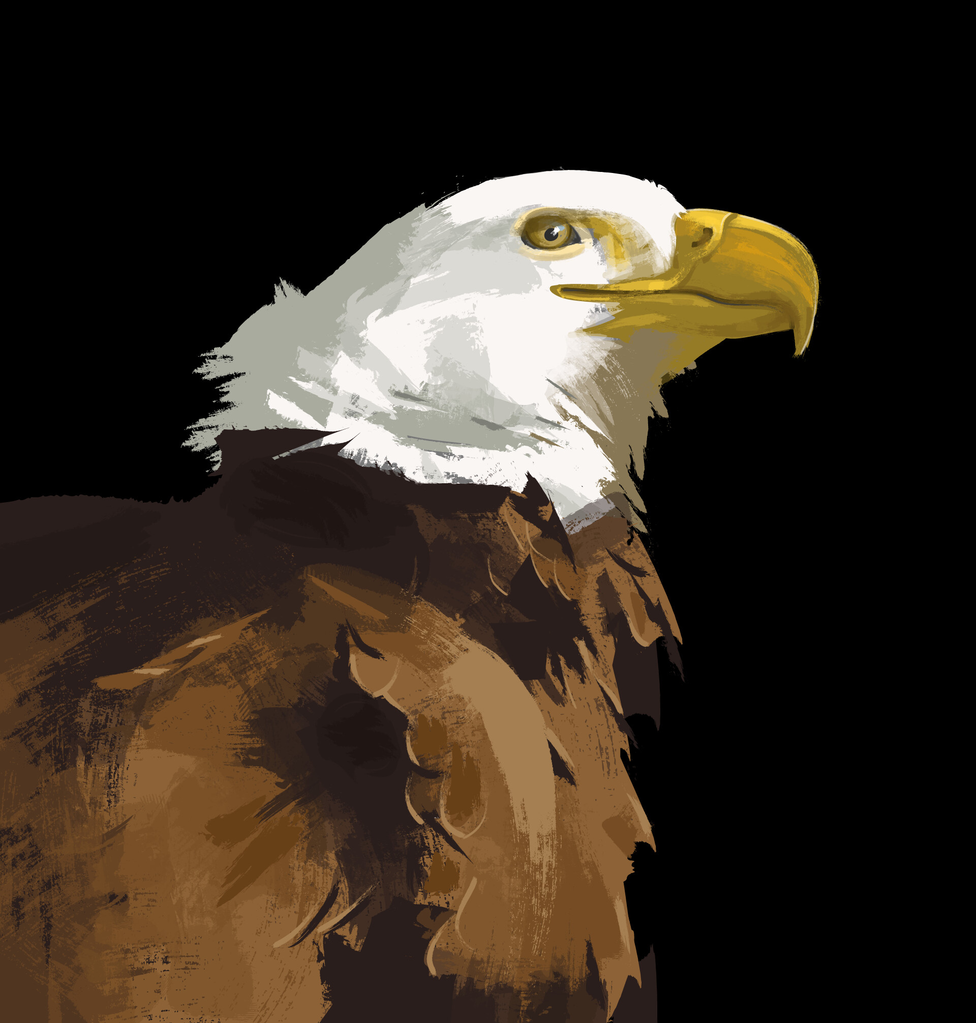 ArtStation - Bald eagle sketch
