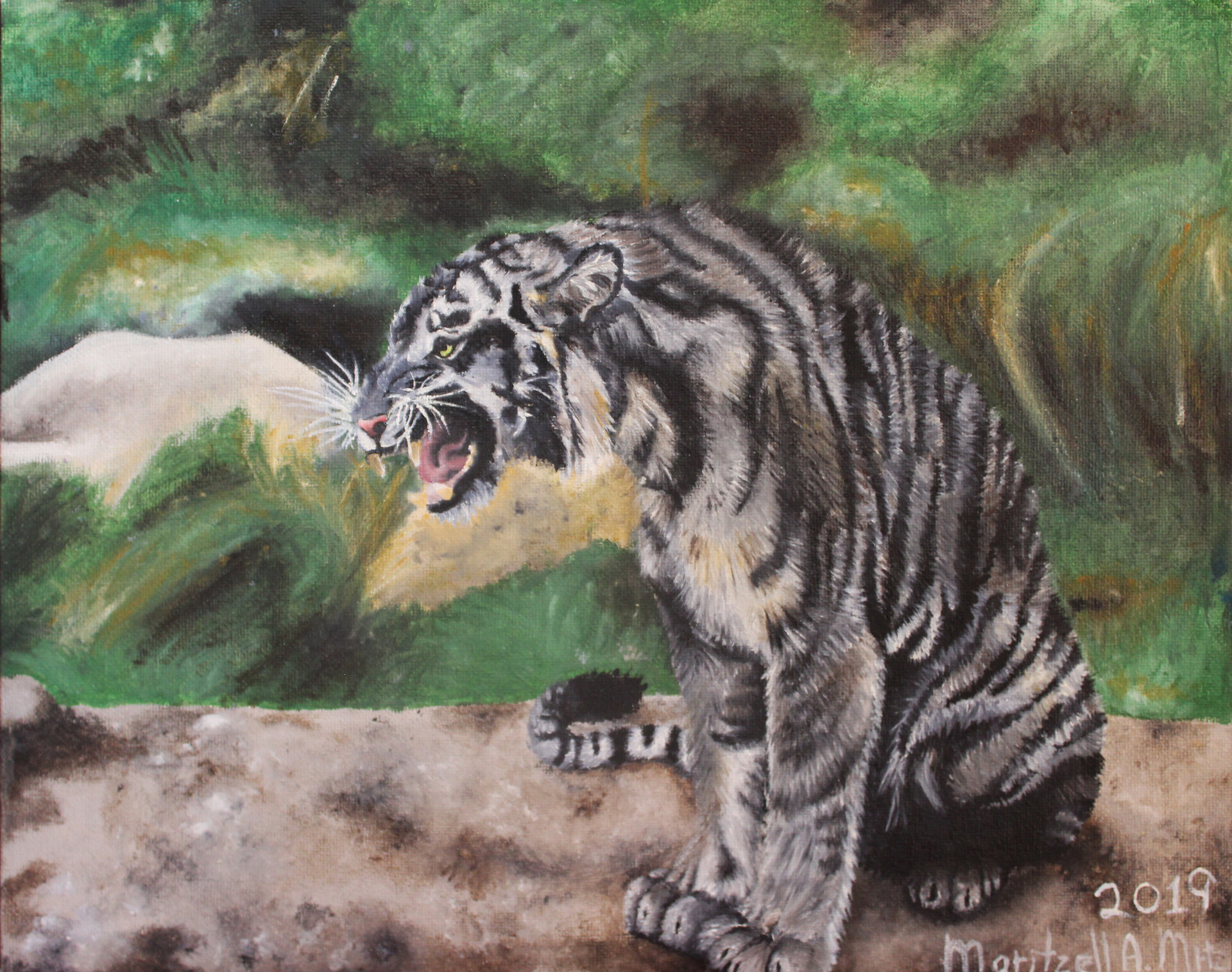 Maltese Tiger