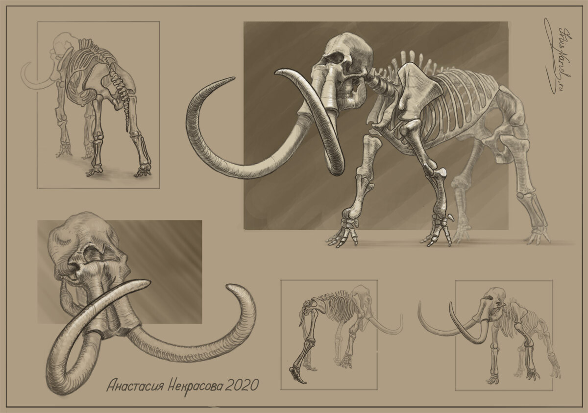 ArtStation - Mammoth skeleton, sketch, 2020