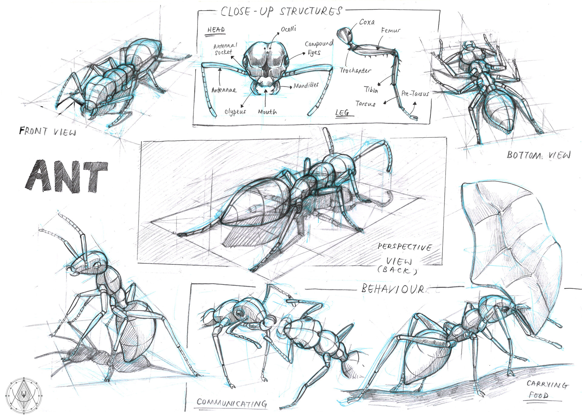 ArtStation - Insect & Animal Study