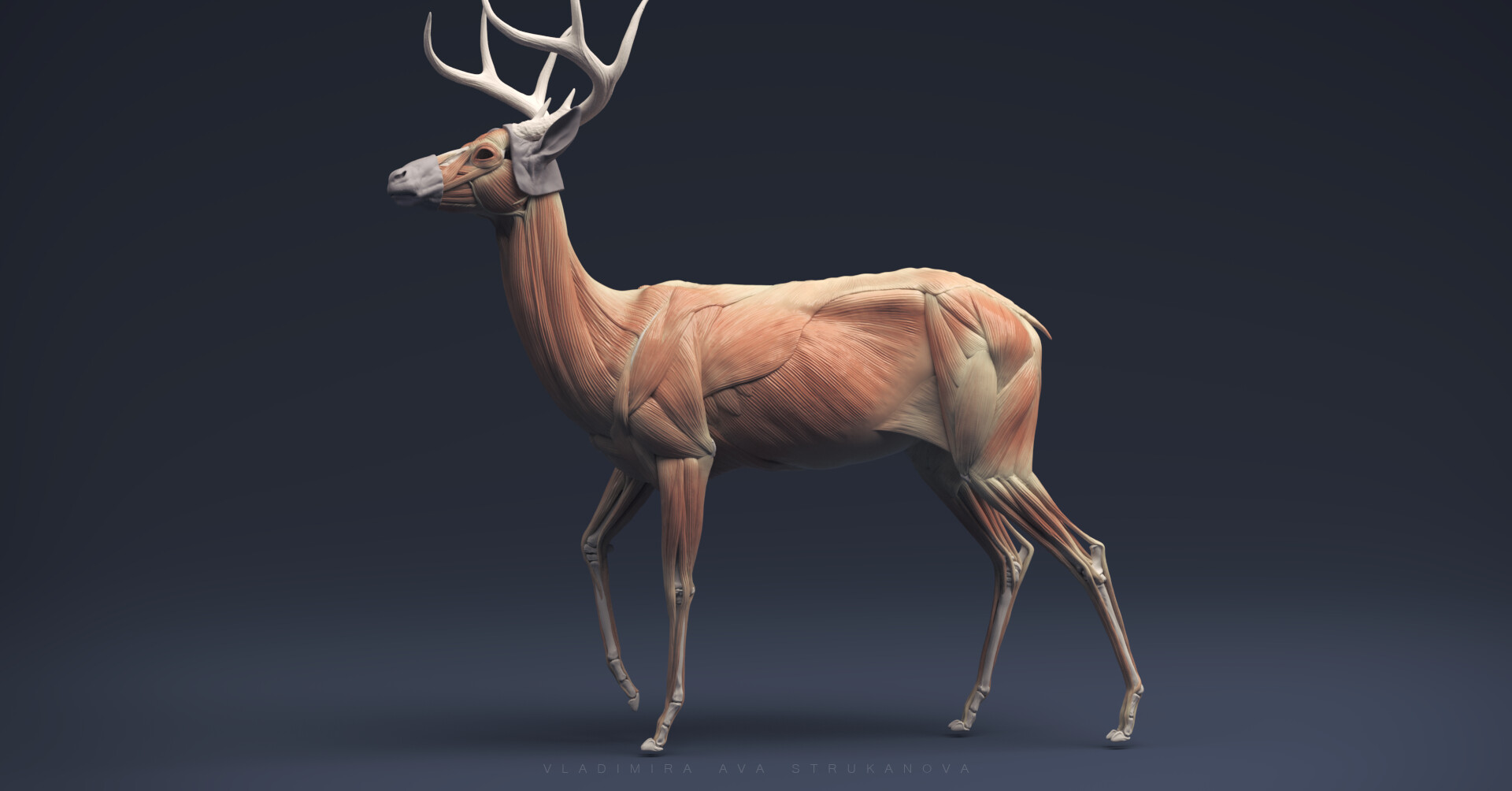 Vladimira Strukanova - Deer Anatomy