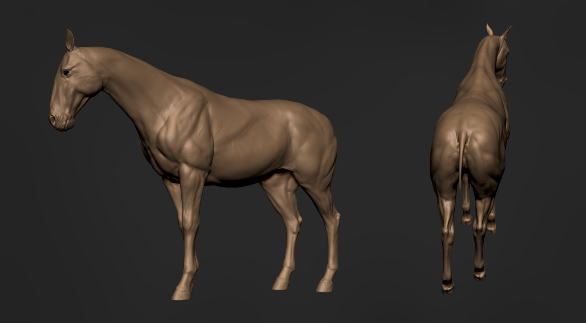 Vladimira Strukanova - Anatomy base: Standardbred horse