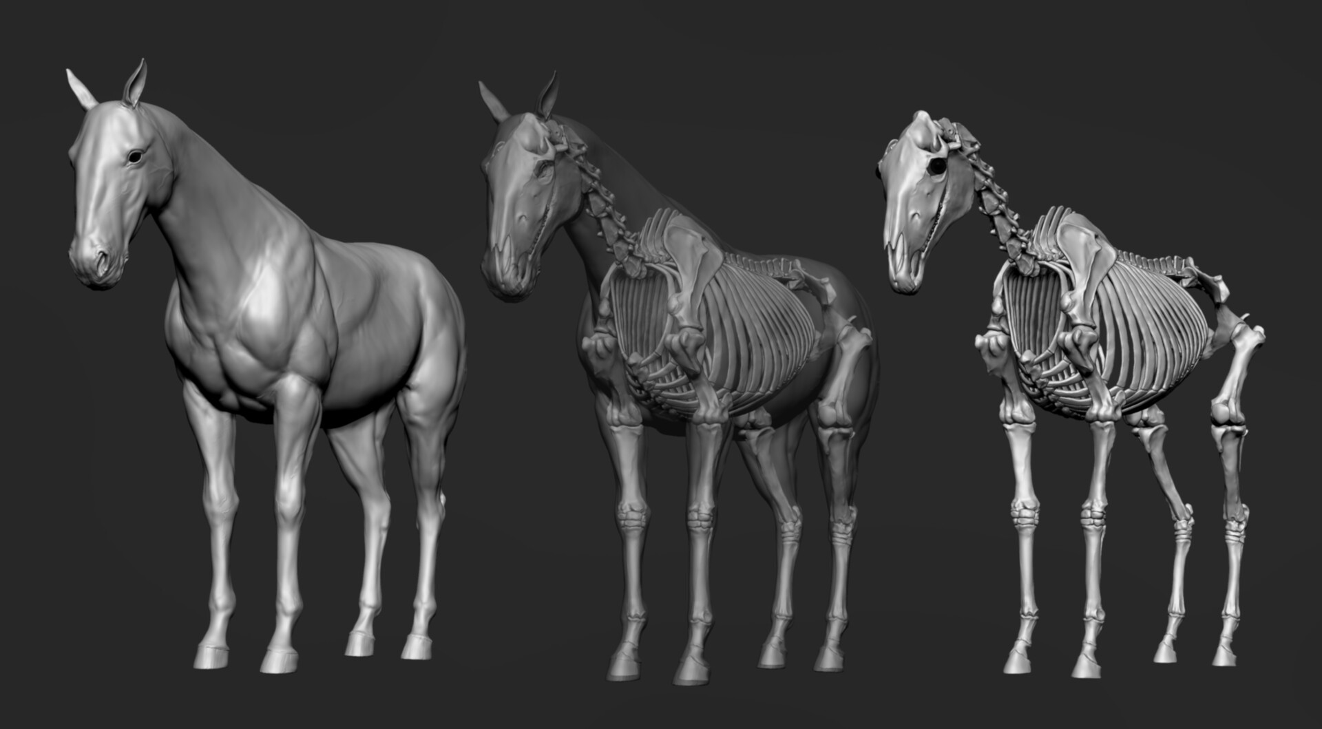Vladimira Strukanova - Anatomy base: Standardbred horse