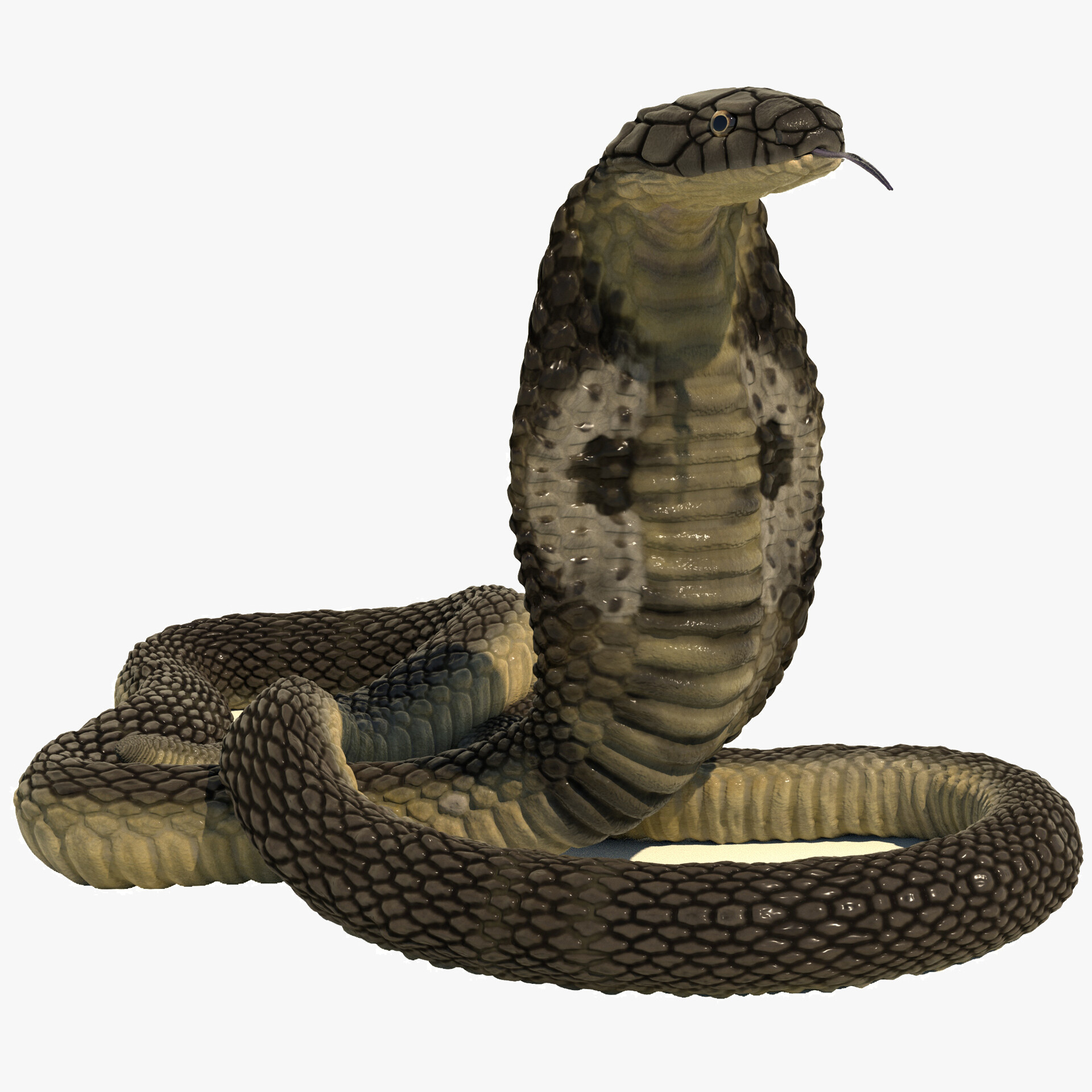 ArtStation - Indian Cobra_Rigged_Animated
