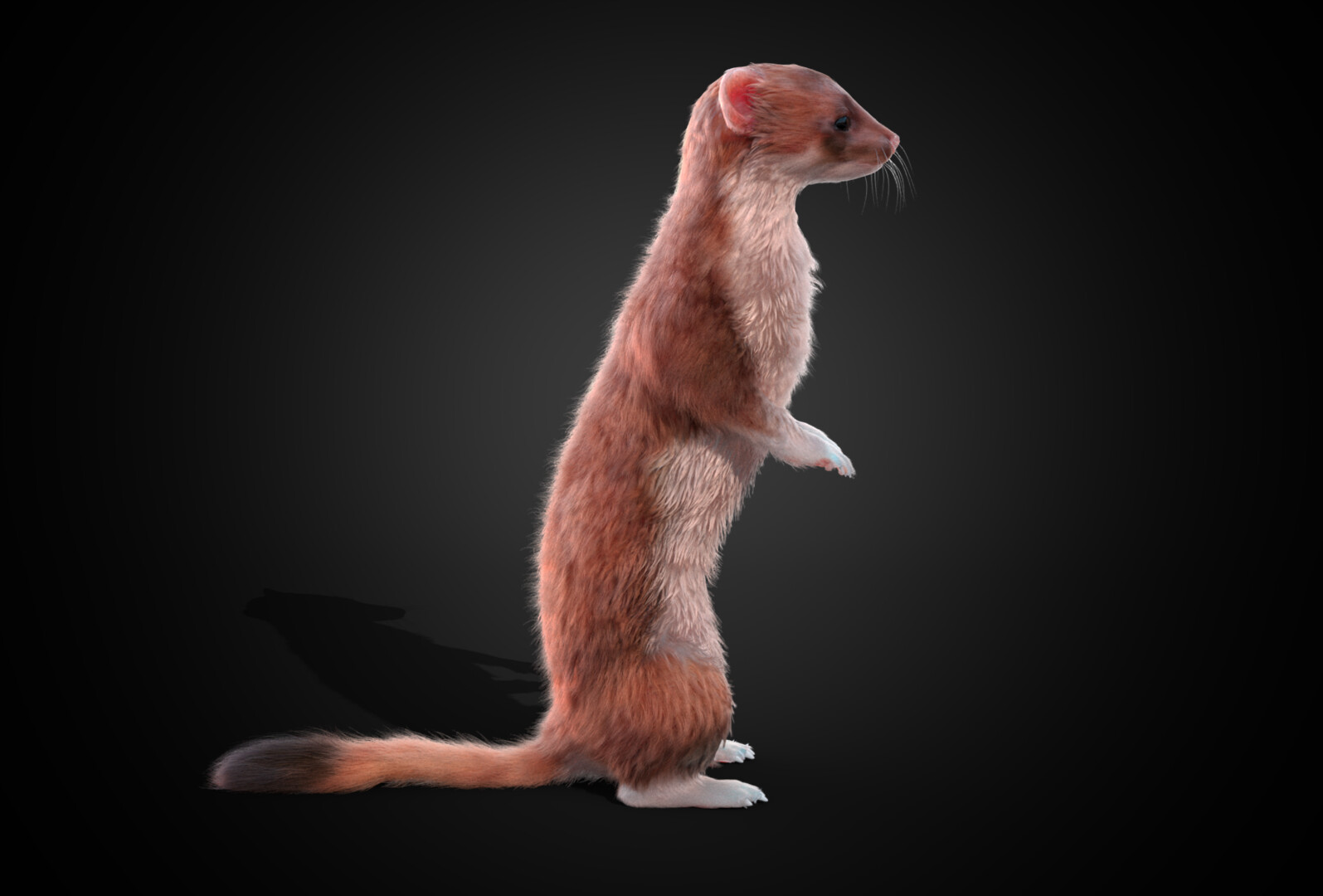 ArtStation - Ermine
