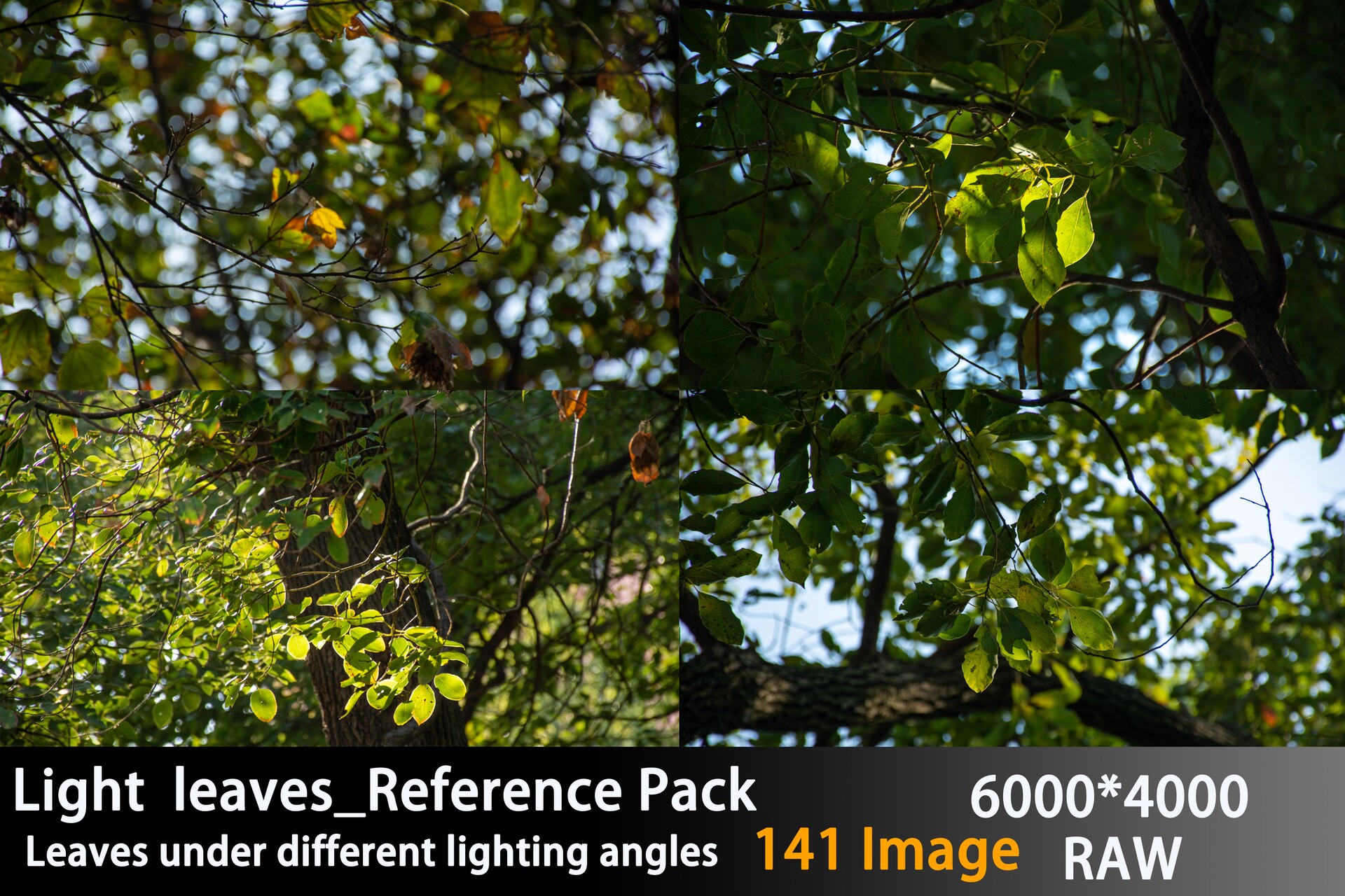 pig jio - Light leaves_01_Reference Pack