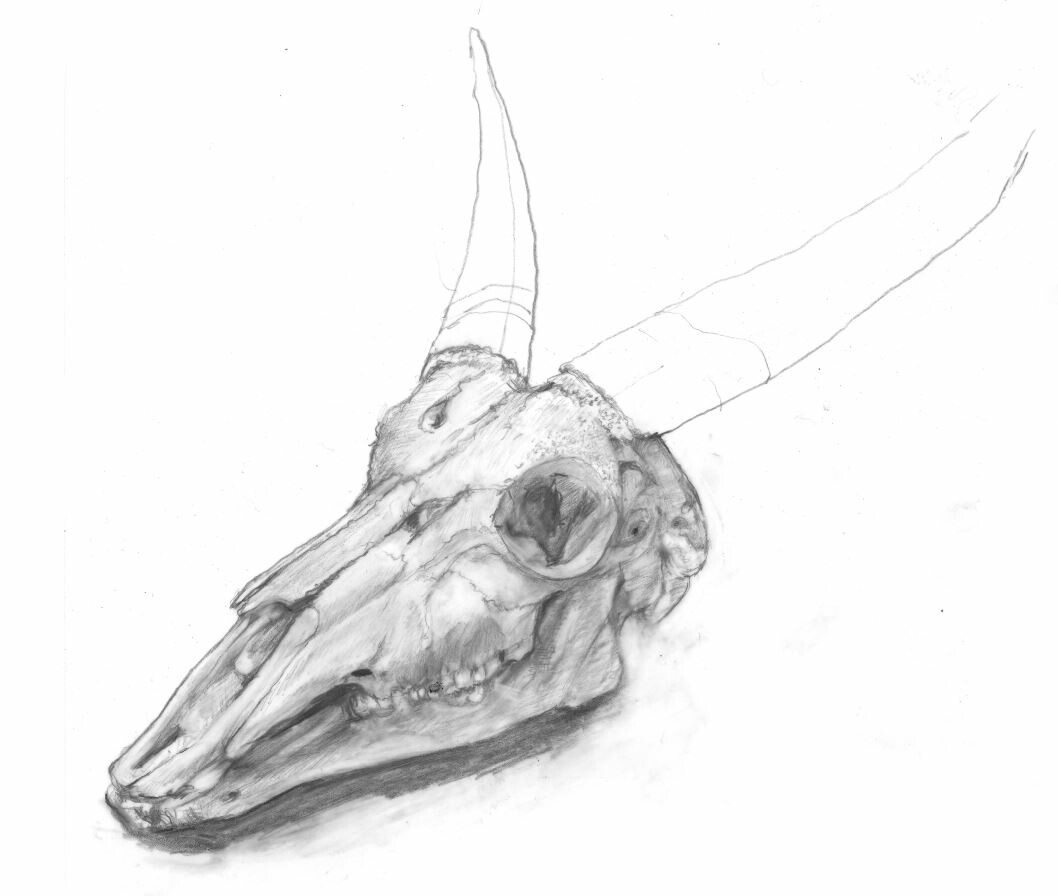 how to draw a goat skull