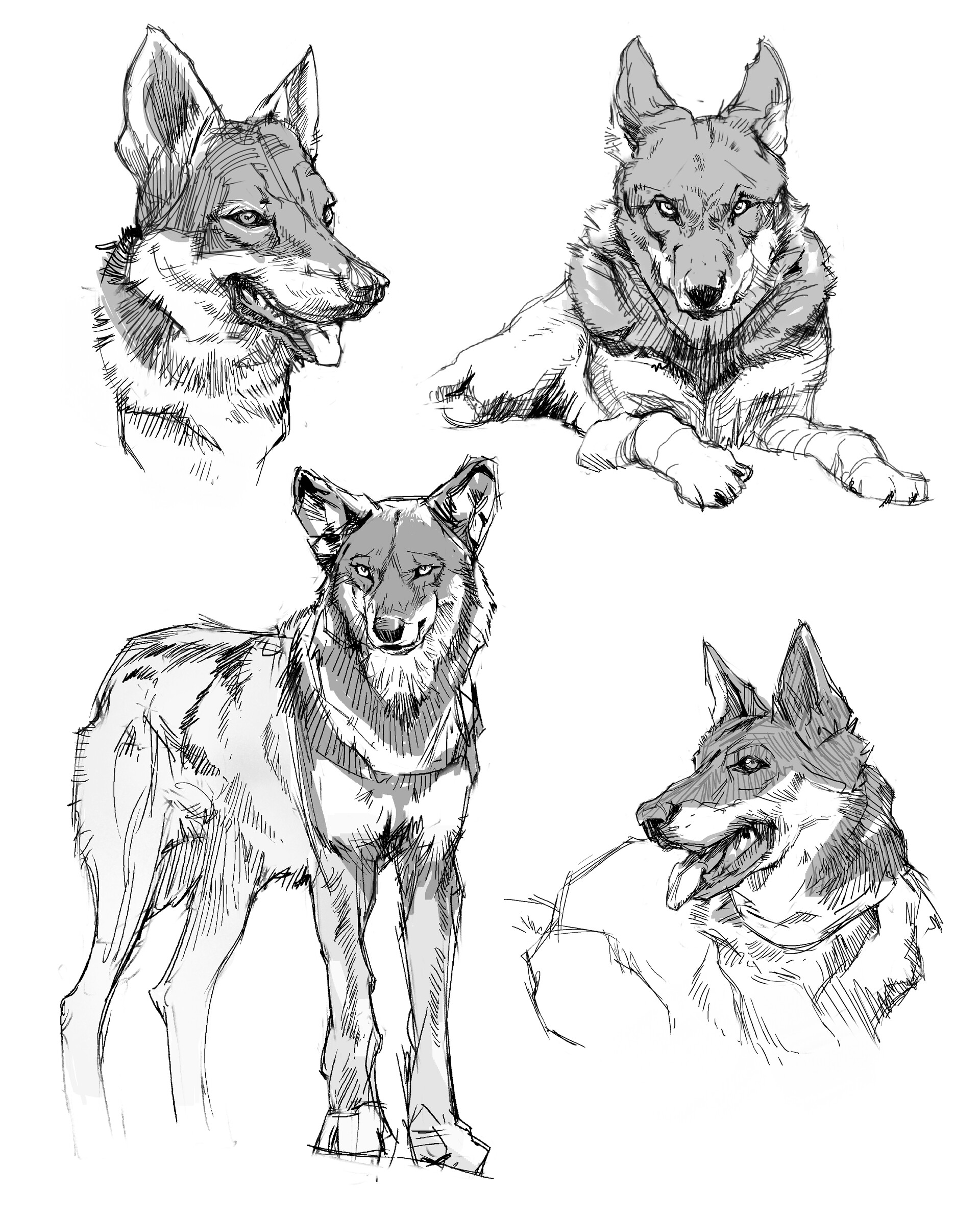 anime wolf drawing reference