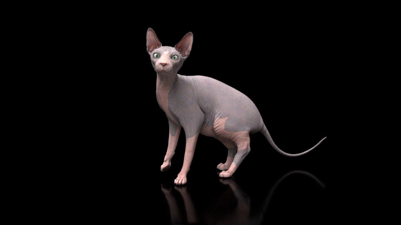 ArtStation - Sphynx Cat