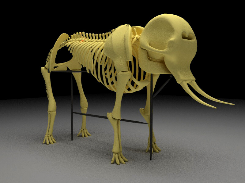 ArtStation - Elephant Skeleton