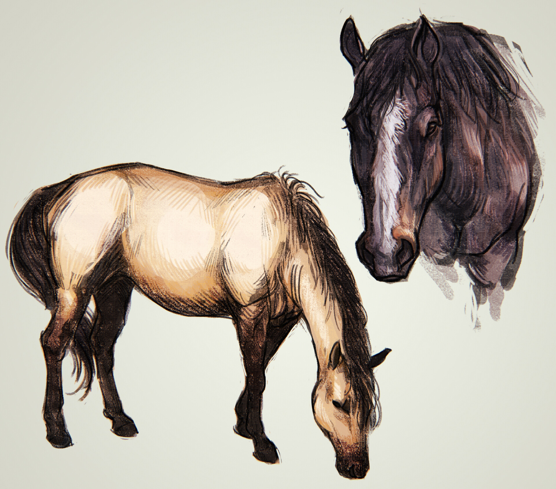 ArtStation - Horse studies