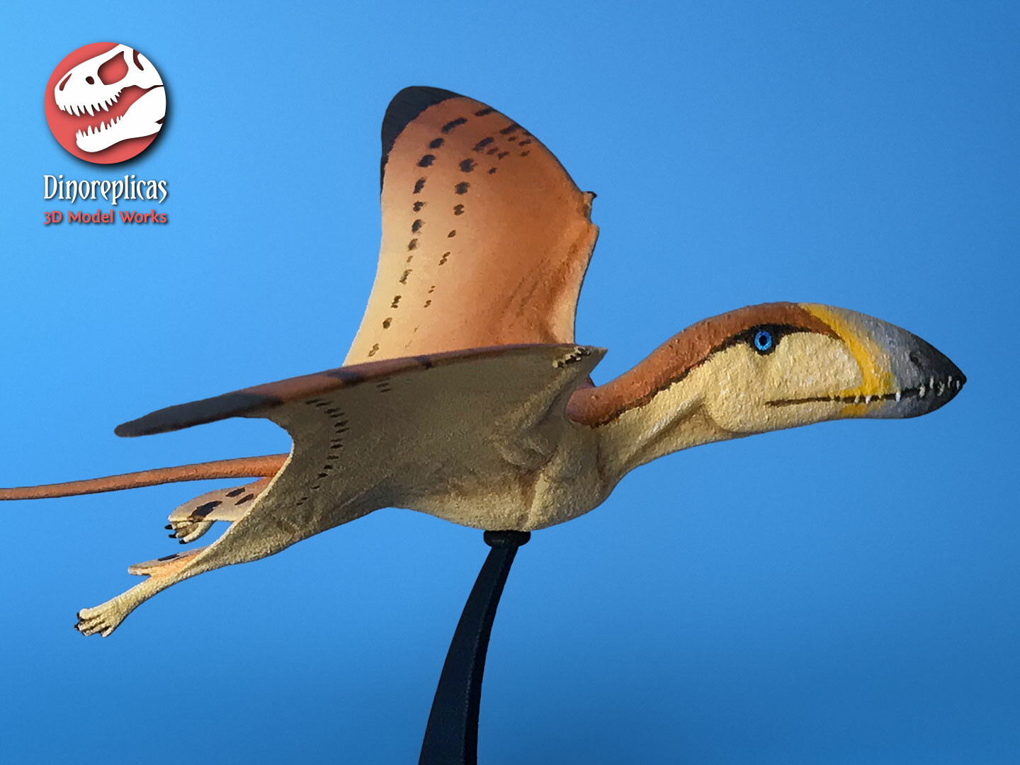 DinoReplicas - 3D Model Works - 3D Printed Dimorphodon Model