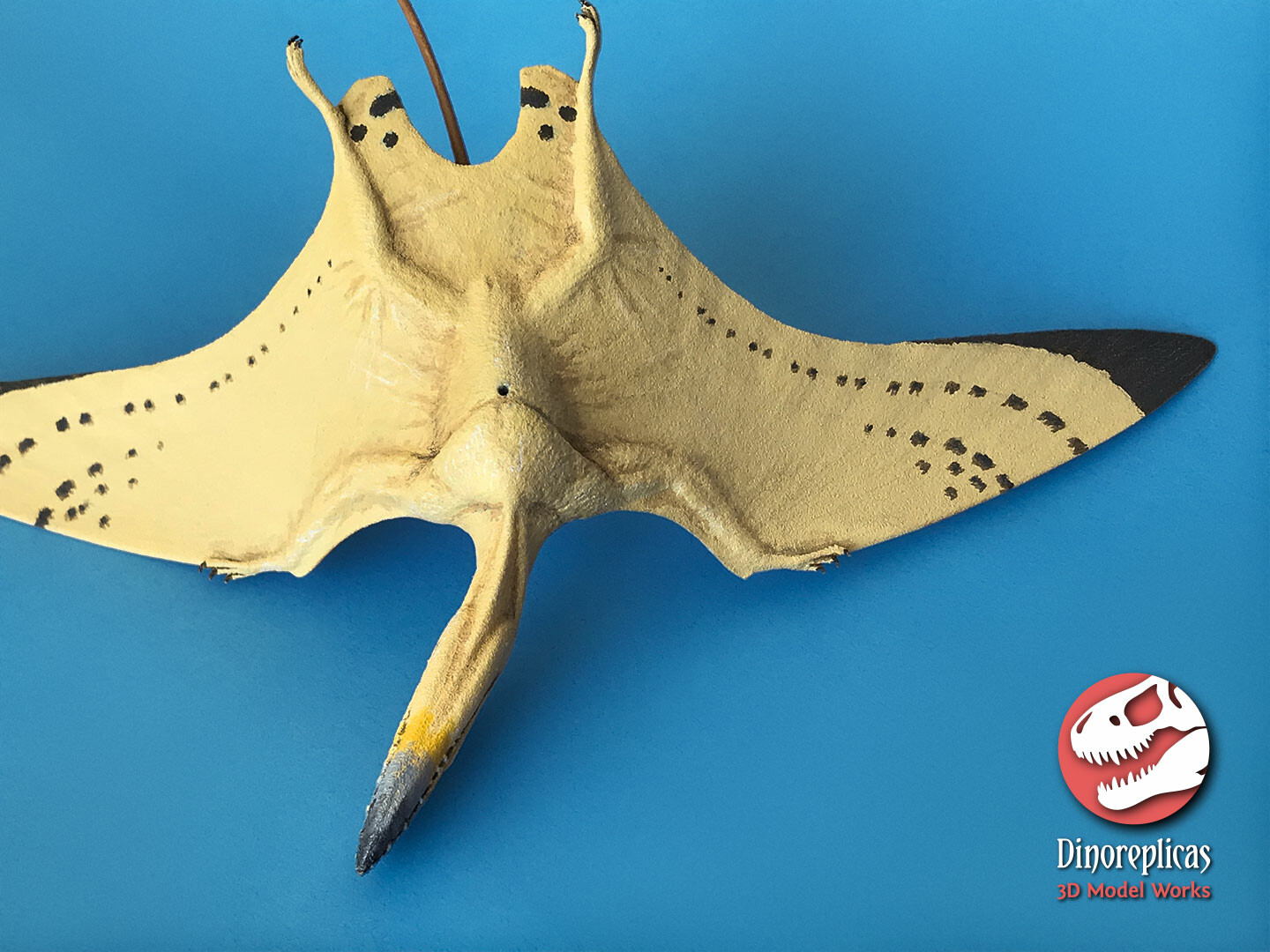 DinoReplicas - 3D Model Works - 3D Printed Dimorphodon Model