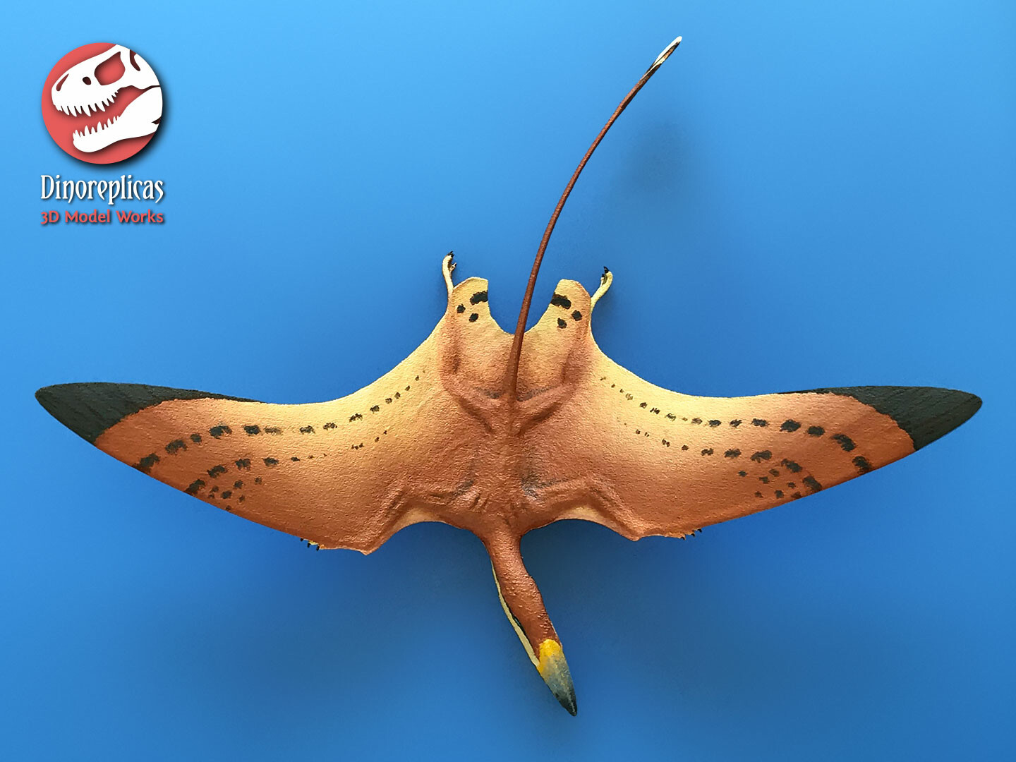 DinoReplicas - 3D Model Works - 3D Printed Dimorphodon Model