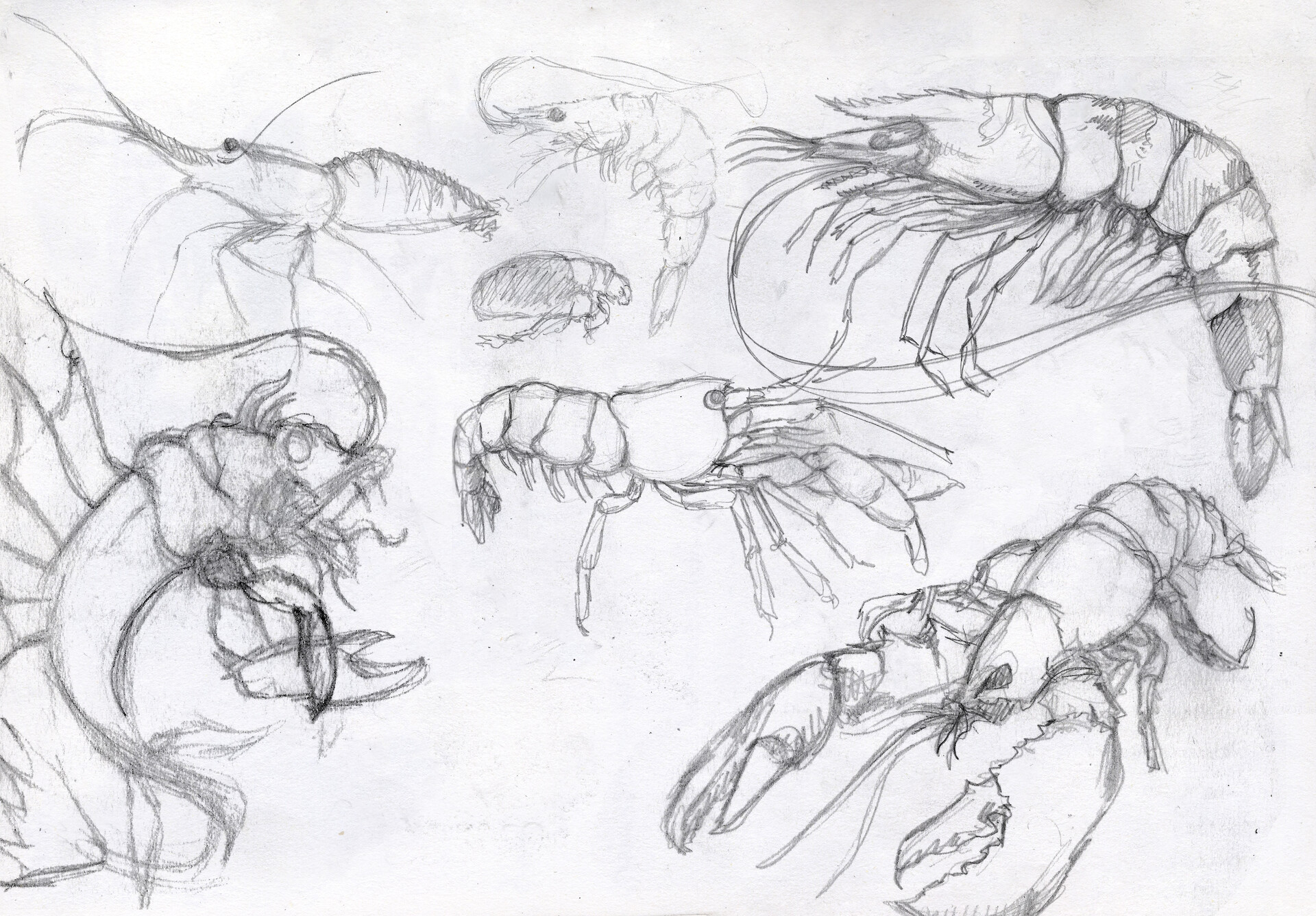 Andrew Grech - Crustaceans