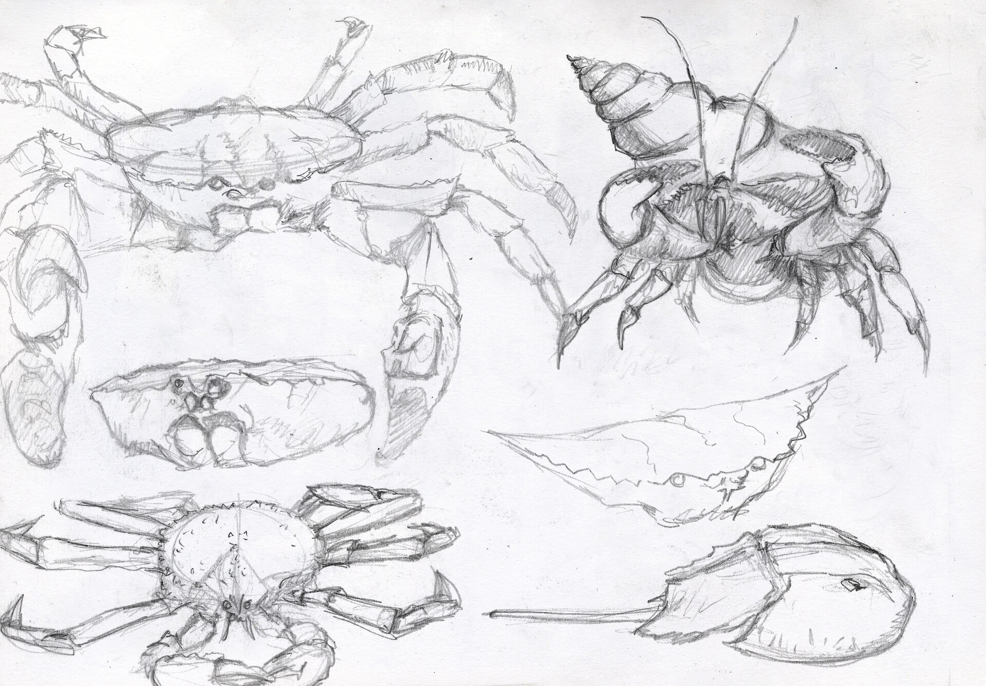 Andrew Grech - Crustaceans