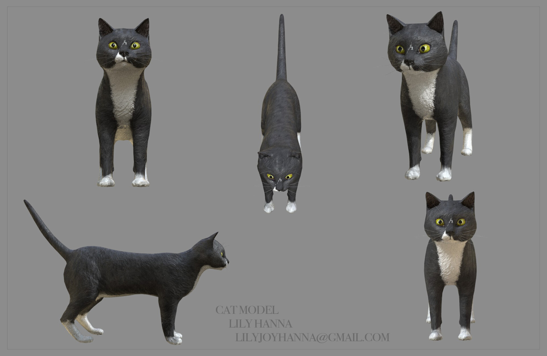 cat front view reference