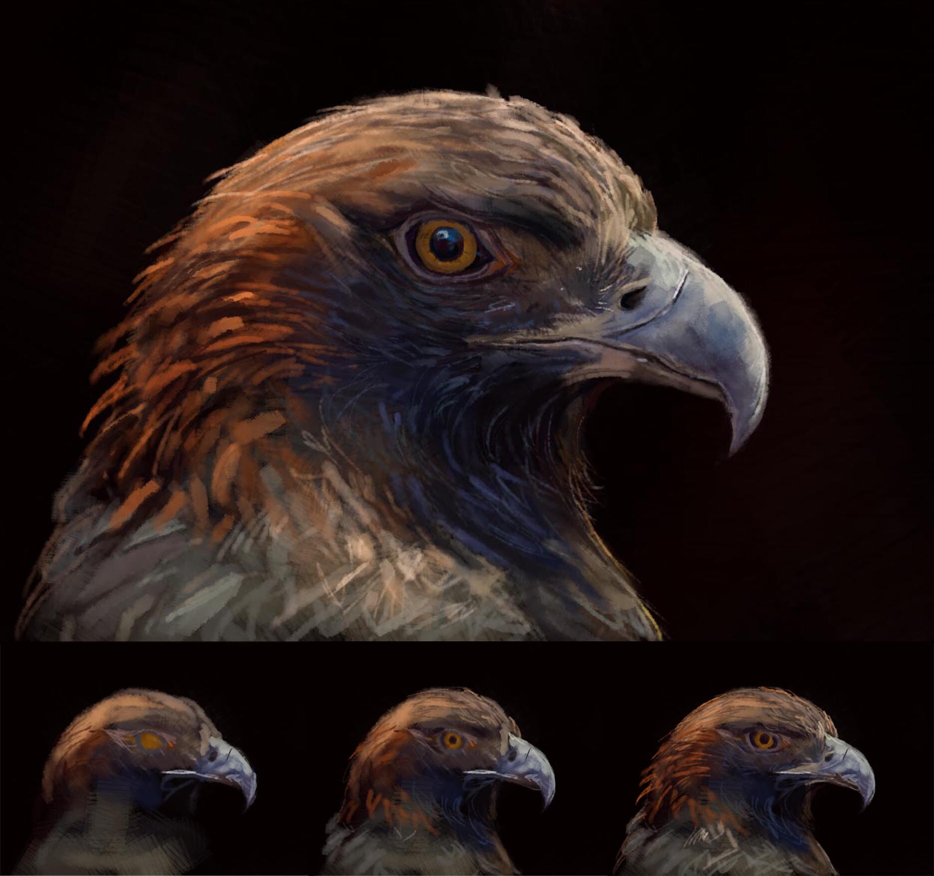 ArtStation - Eagle study