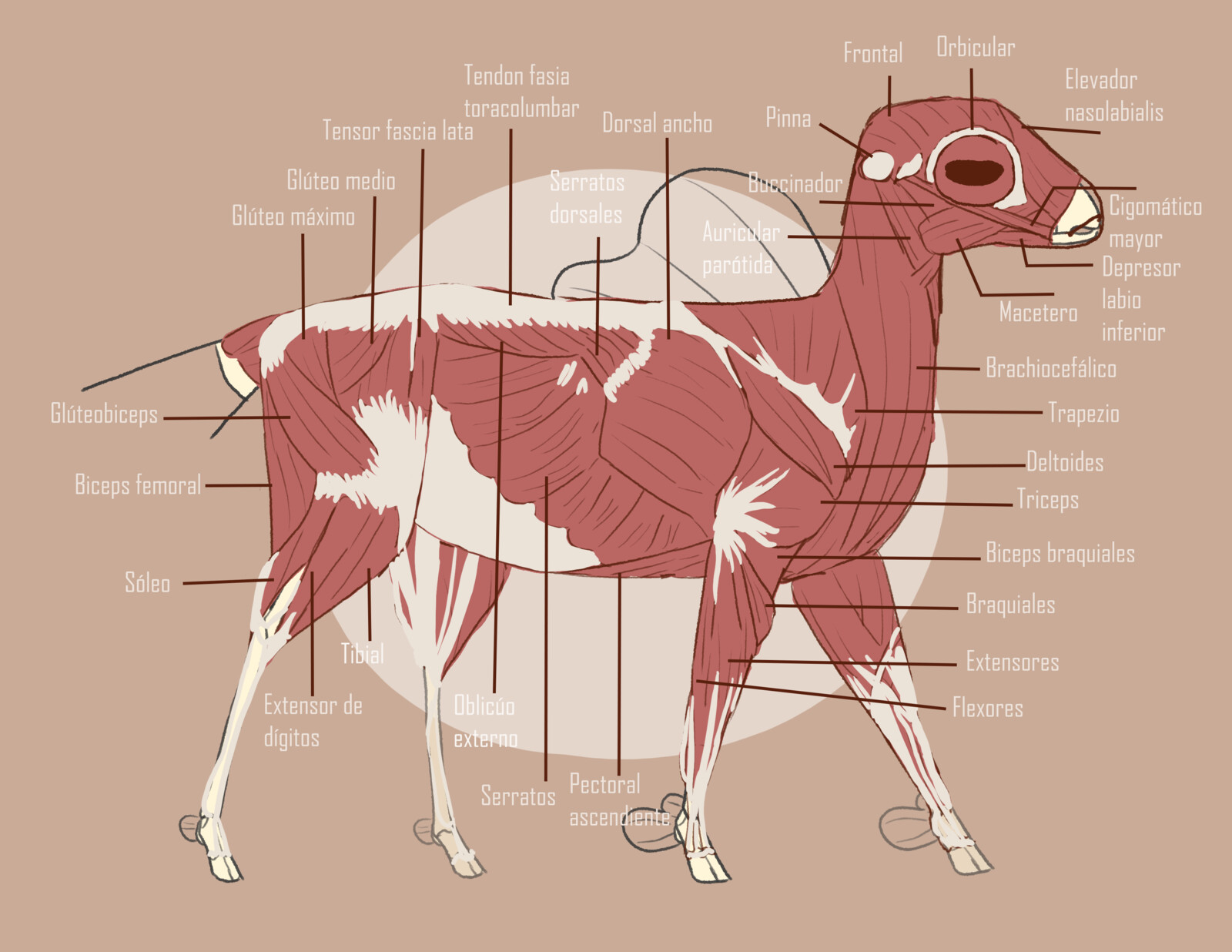 Elisa Villegas - Pearlamb