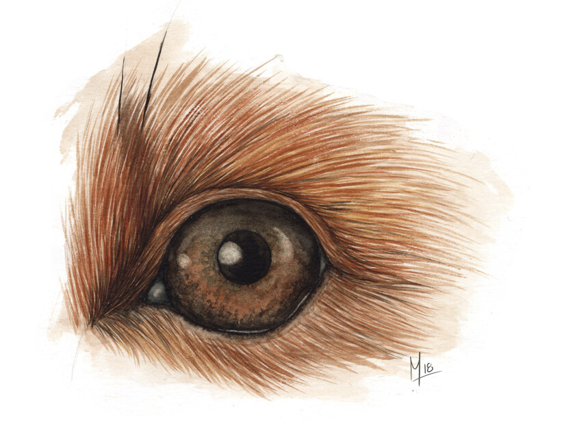 Animal Eye Close Up Drawing
