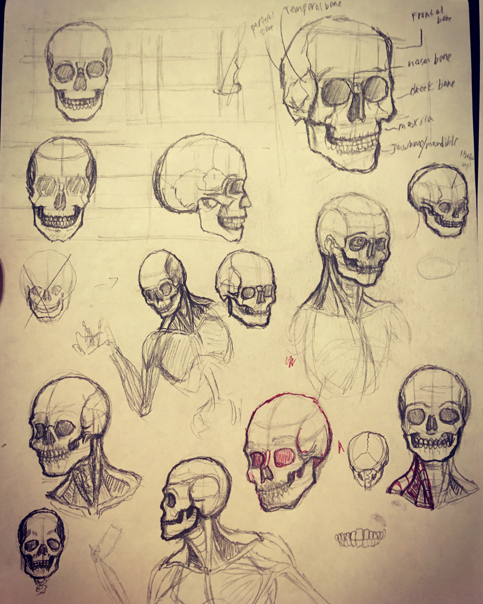 ArtStation - Skull practice