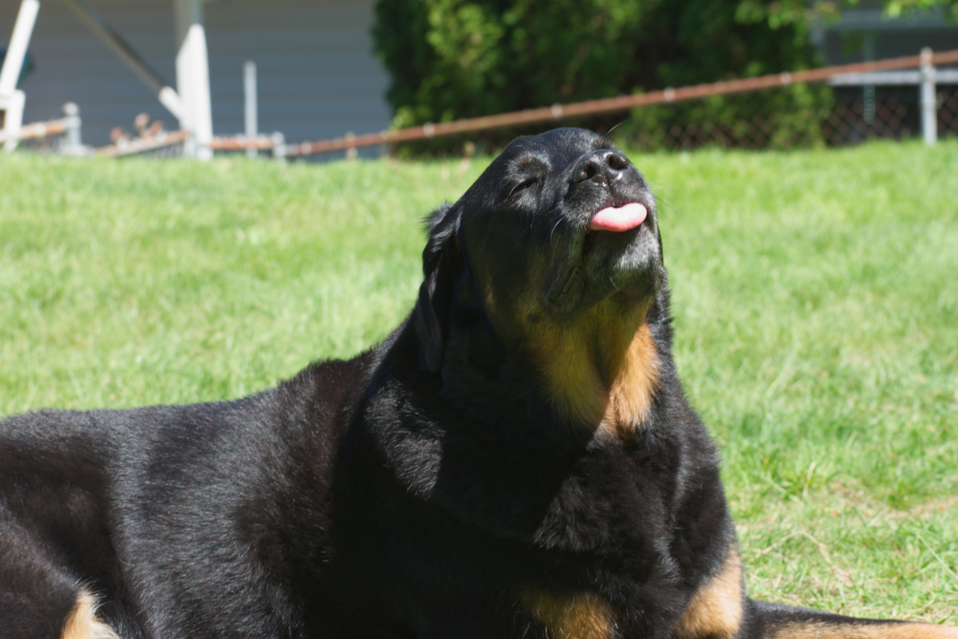 Andy Burt - Pet Portraits