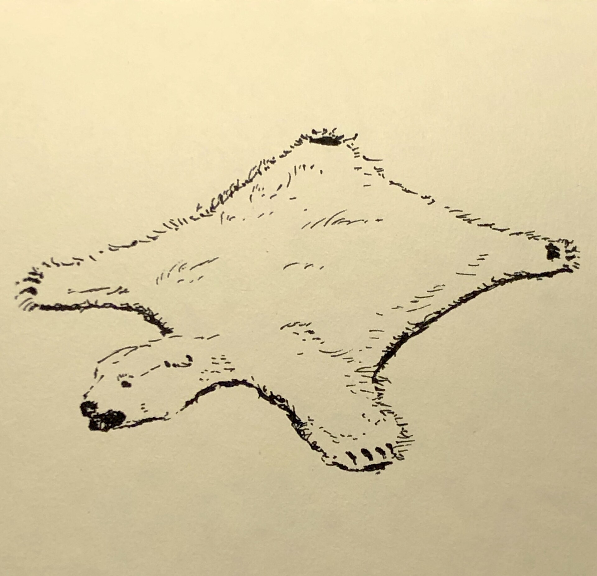 how to draw a bear rug