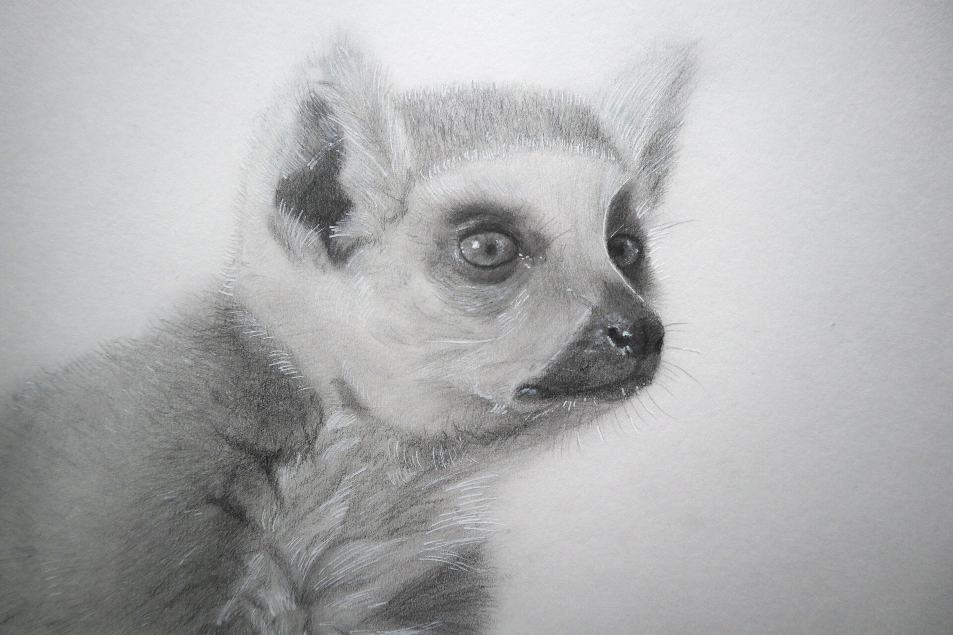 ArtStation - Lemur Study