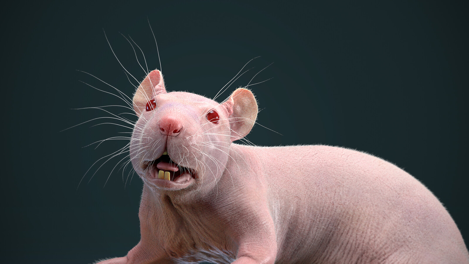 Ilya Rogov - Hairless Rat