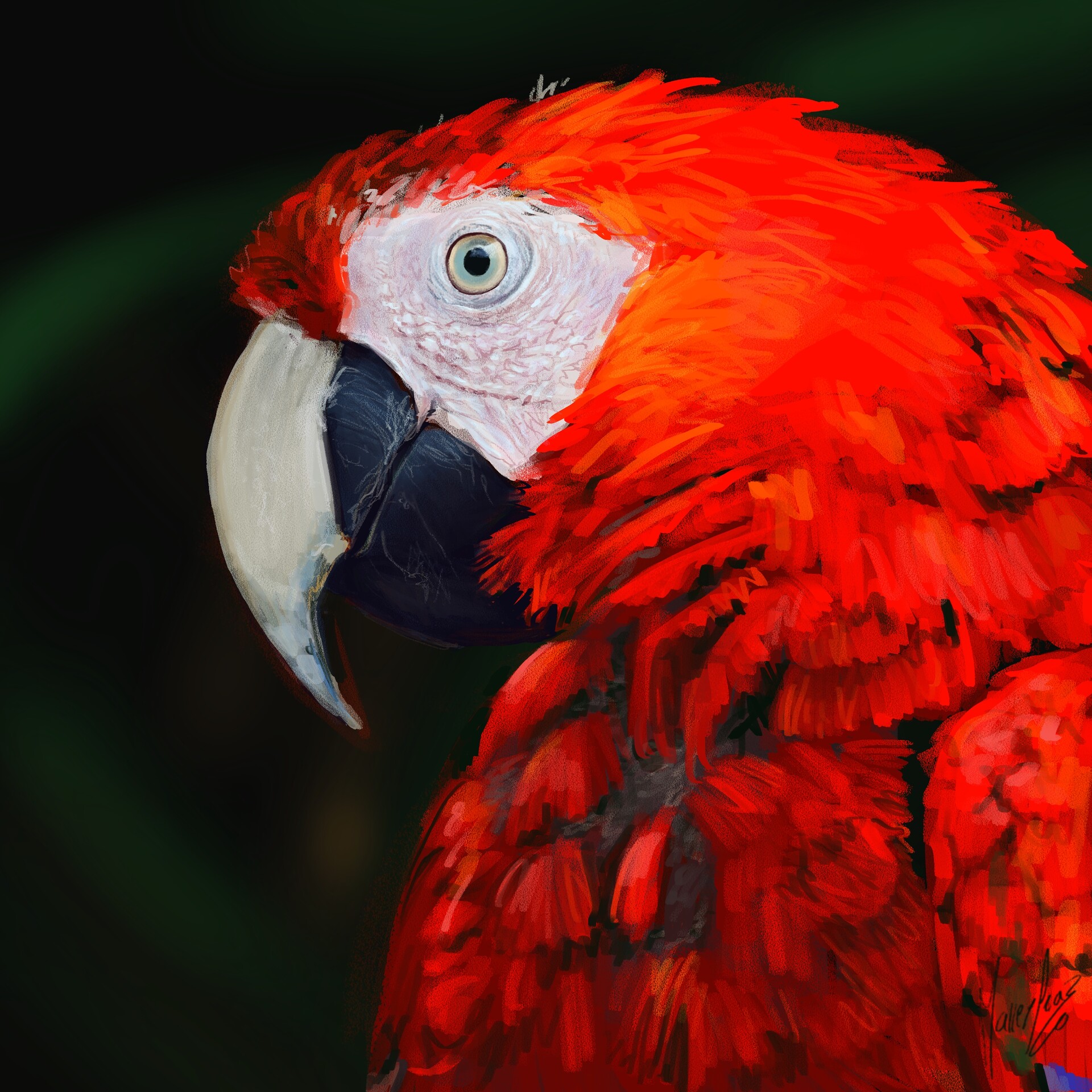 ArtStation - Scarlet Macaw Study